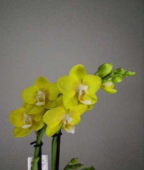 Орхидея ароматная восковая Жёлтая