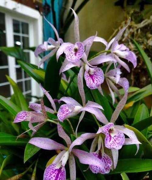 Орхидея каттлея Maikai (Brassavola Nodosa x Ca )