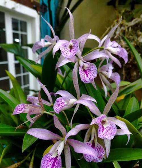 Орхидея каттлея Maikai (Brassavola Nodosa x Ca )