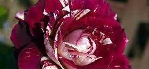 Розы флорибунда хулио иглесиас (саженцы)
