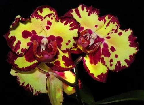 Орхидея взр Phal. Miki Crown '16' x Золотой Пиокер