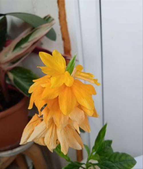 Кроссандра желтая и пилея сжатая