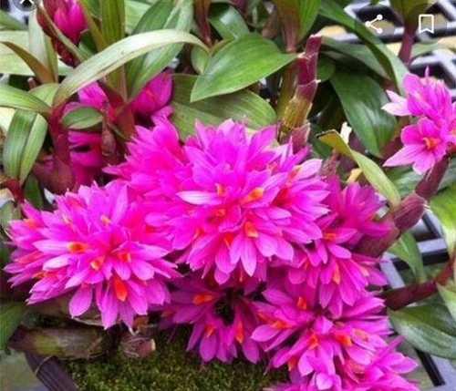 Орхидея дендробиум