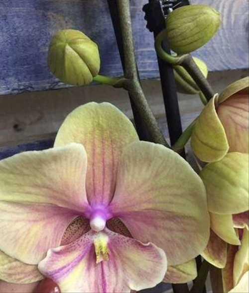 Орхидея Фаленопсис Биглип Stars Shinin