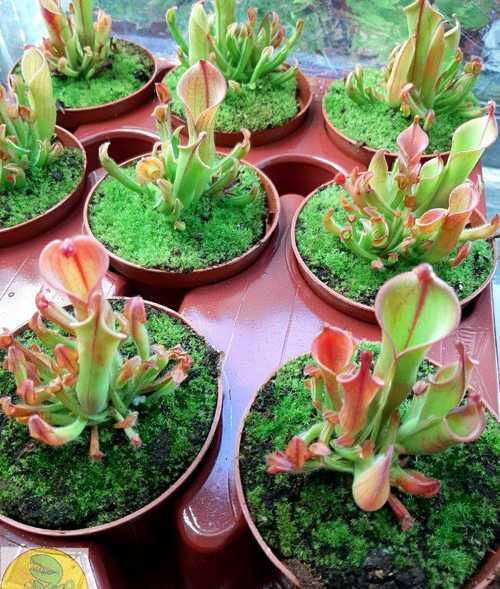 Гелиамфора (Heliamphora)
