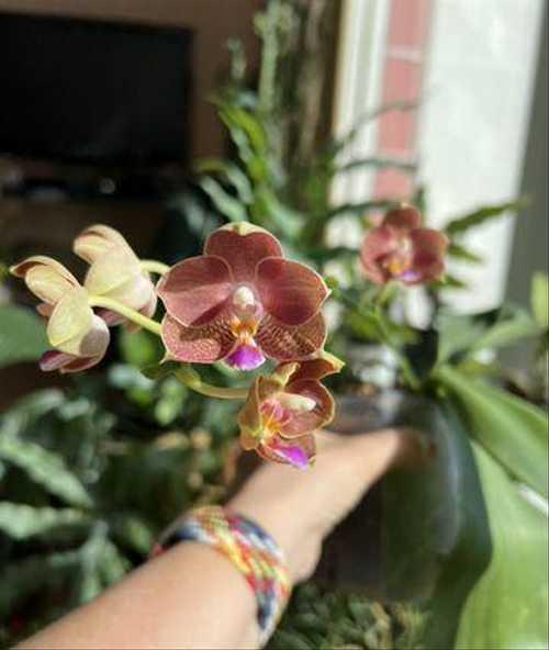 Phal. Yaphon Perfume yellow x Rainbow Falconer