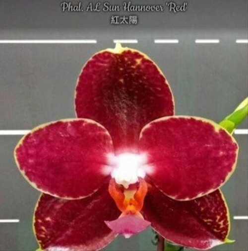 Орхидея фаленопсис(283) Al.Sun Hannover Red