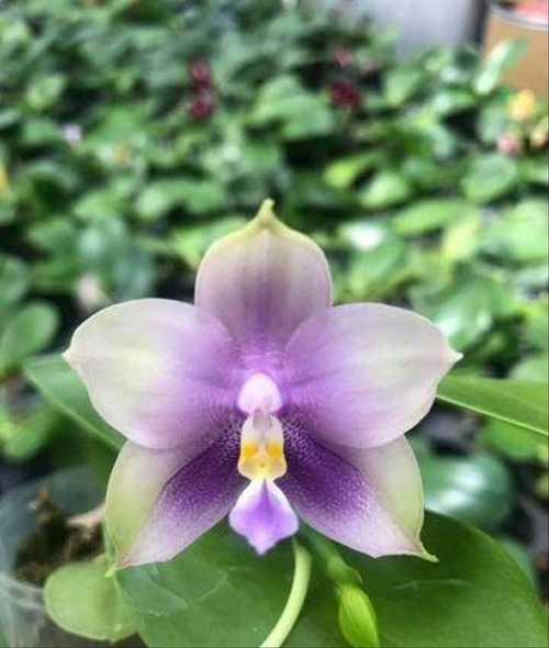 Орхидея фаленопсис P. Mituo Prince 'Bb'