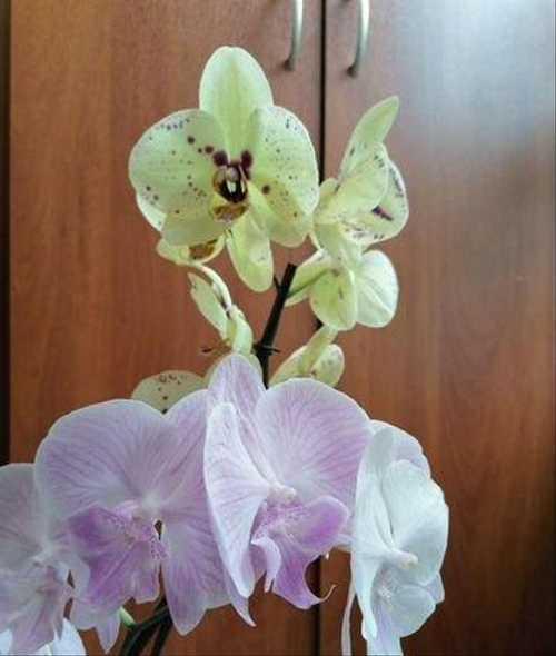 Орхидеи Пескара и Sweet Talk