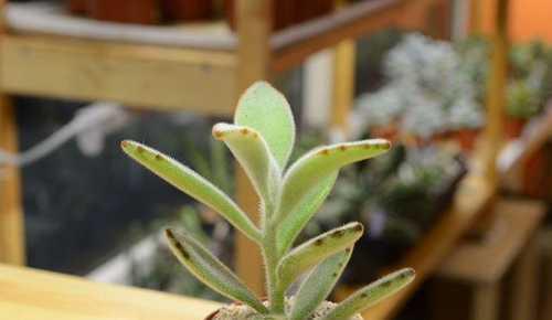 Kalanchoe Tomentosa (Каланхоэ) (SCT28565)