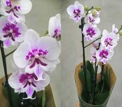 Орхидея Фаленопсис Алладин