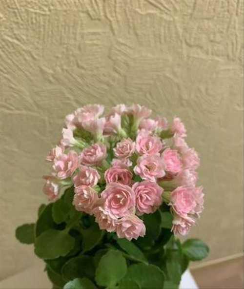 Каланхоэ каландива цветущее розовым