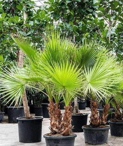 Washingtonia robusta