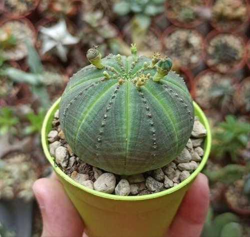Эуфорбия (Euphorbia Obesa)