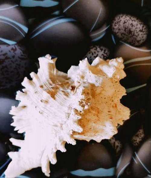 Морские раковины