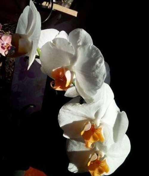 Орхидея Фаленопсис Дарвин