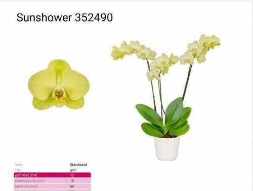 Орхидея фаленопсис, подростки в торфе