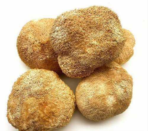 Ежовик гребенчатый сорт США от производителя 300 г