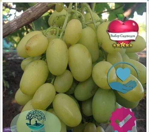 Саженцы виноград