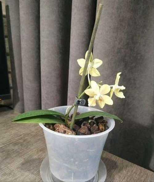 Орхидея фаленопсис Желтый шоколад