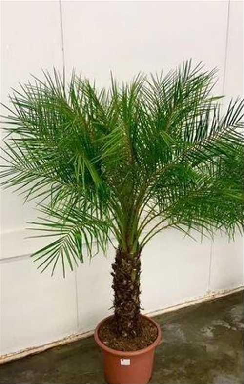 Неприхотливая пальма большая Финиковая 170 см