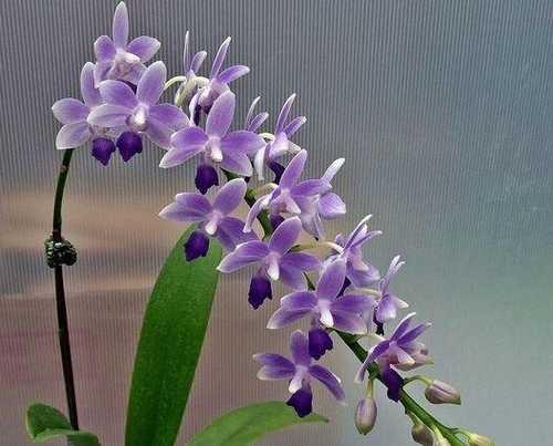 Орхидея Фаленопсис Summer Rose Blue Star