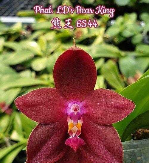 Орхидея Phal. LD 's Bear King