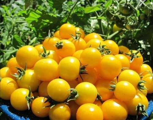 Рассада и Семена Белорусских томатов