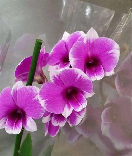 Орхидея Дендробиум-Фаленопсис Санок 960302