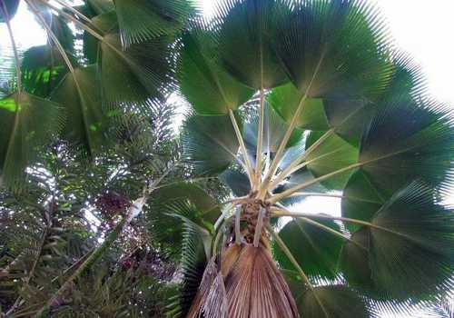 Семена пальмы Pritchardia Pacifica