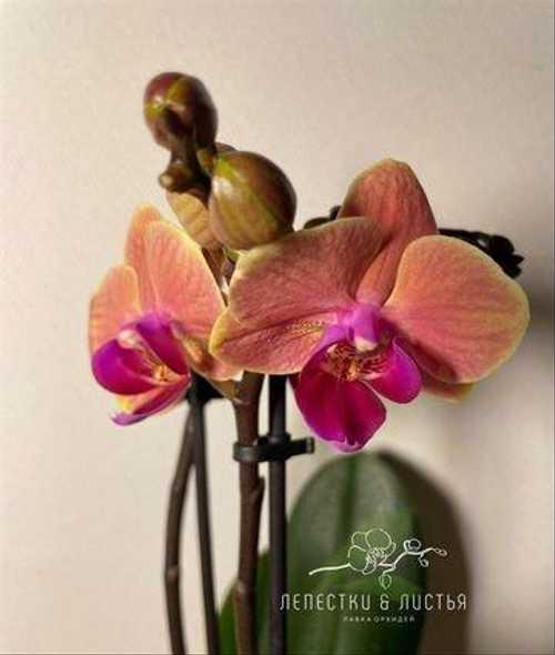 Орхидея фаленопсис Карибские мечты