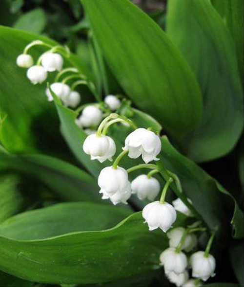 Садовый ландыш