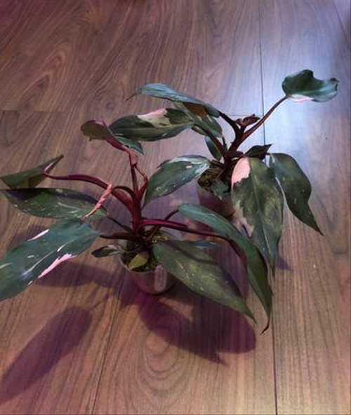 Philodendron Pink Princess (wide)