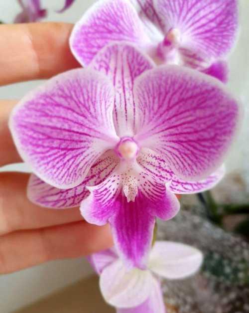 Орхидея фаленопсис Big Lip 94706 окрас