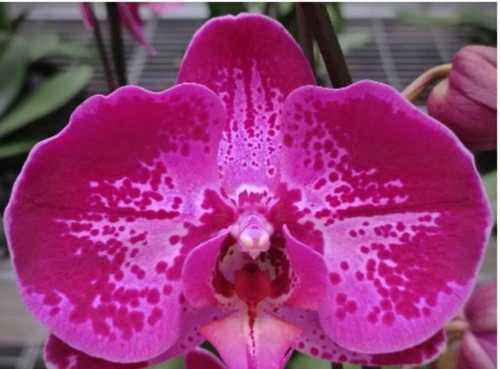 Орхидея Фаленопсис Neo