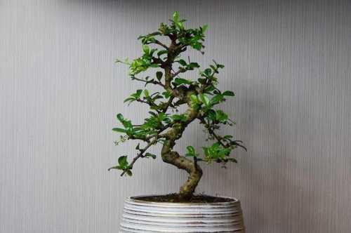 Дерево Бонсай, чайное дерево 25 см