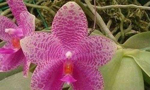 Орхидея Фаленопсис Phal. Gigabell 'Richard Saw'