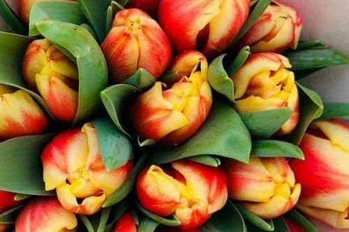 Прекрасные тюльпаны