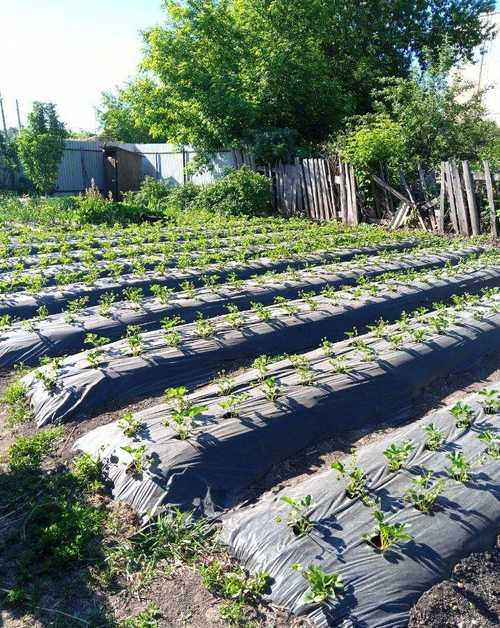 Пленка мульчирующая для клубники