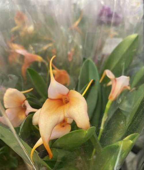 Масдевалия