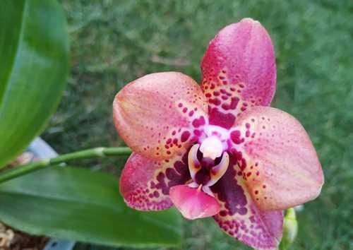 Орхидея с цветоносом Phal. Чжэн Мин Анаконда в нал