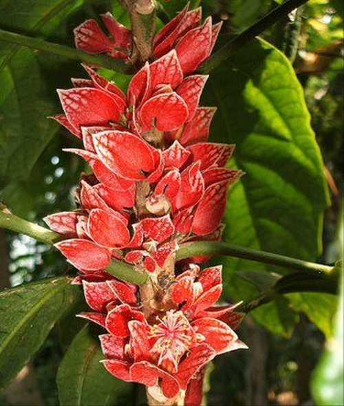 Goethea strictiflora