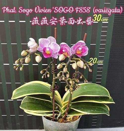 Орхидея взр Phal. Сого Вивиен 'сого F858' в наличи