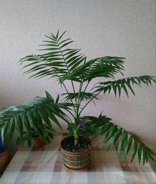 Продам цветок