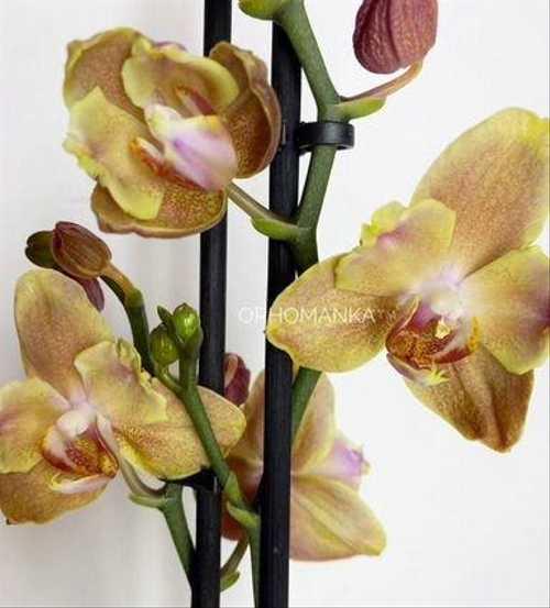 Орхидея фаленопсис Брион рюшистый