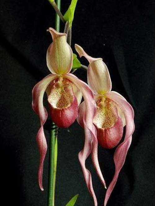 Продам орхидею Phragmipedium caudatum x sedenii