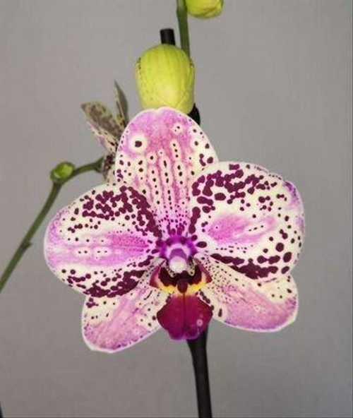 Орхидея ароматная Фронтера