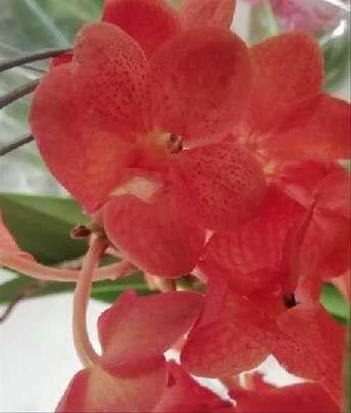 Оранжевая орхидея Ванда, отцвела, не цветет