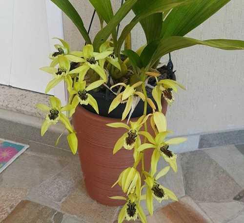 Орхидея coelogyne pandurata
