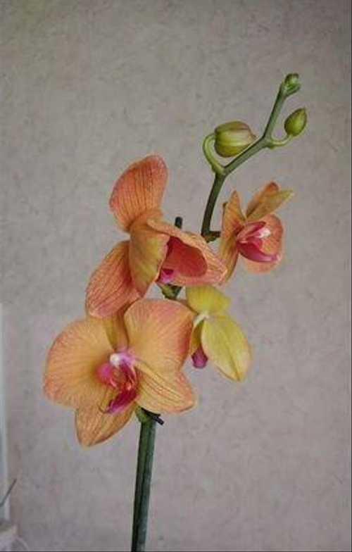 Фаленопсис орхидея Европа цветущие